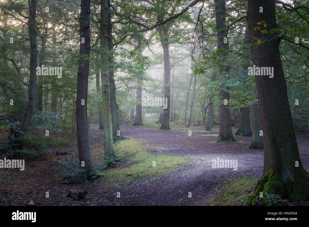 Oak trees britain hi-res stock photography and images - Alamy
