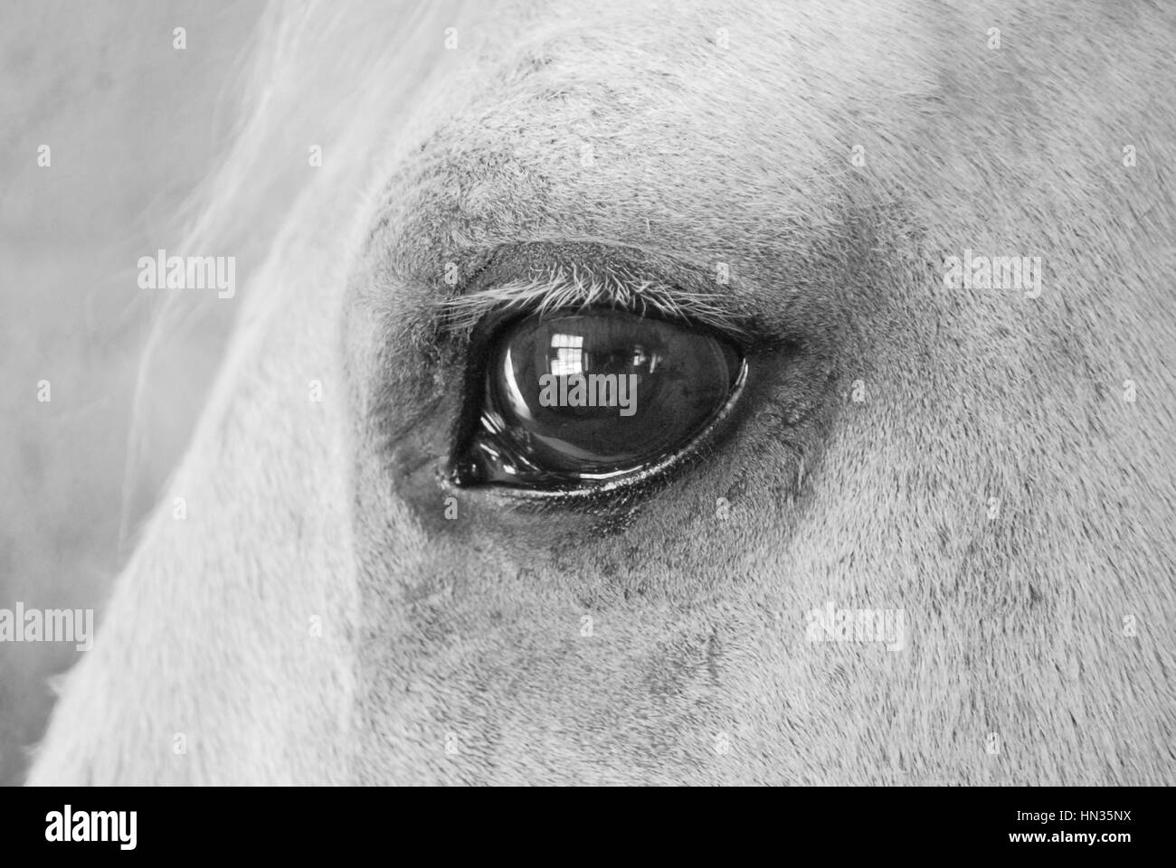 Horses looking Black and White Stock Photos & Images - Alamy