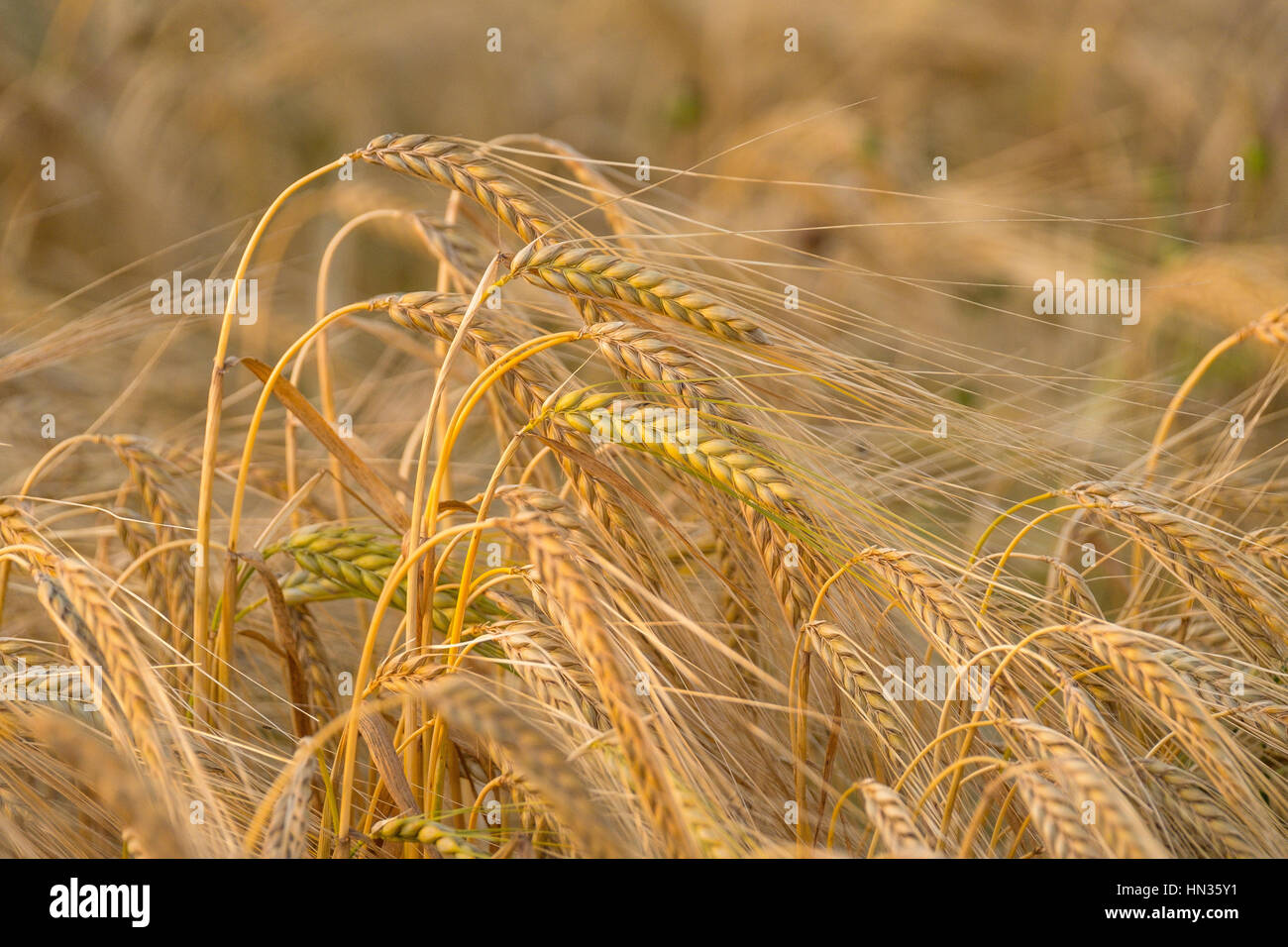 Ears of ripening barley Stock Photo - Alamy