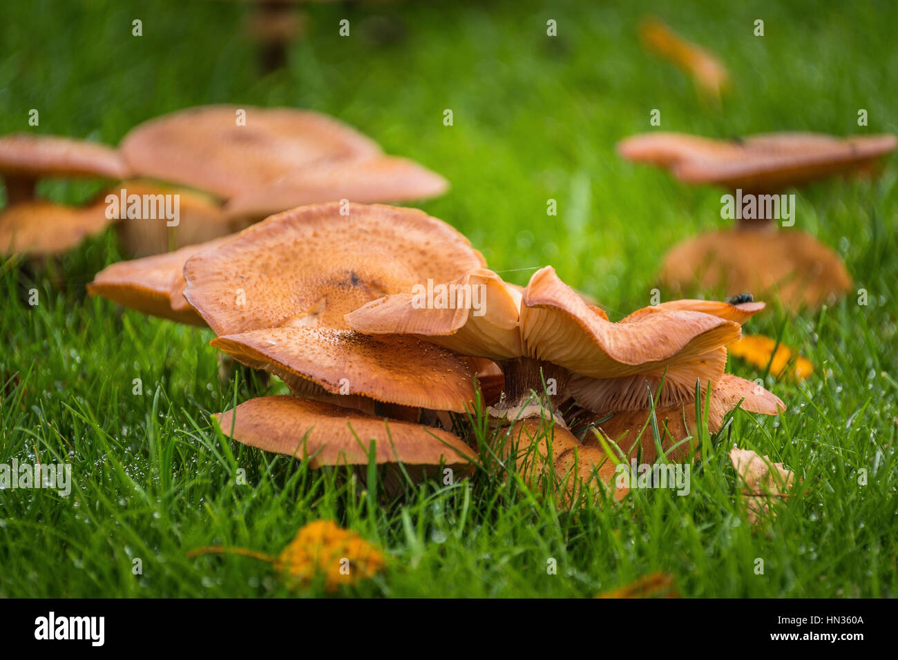 Toadstools In Lawn