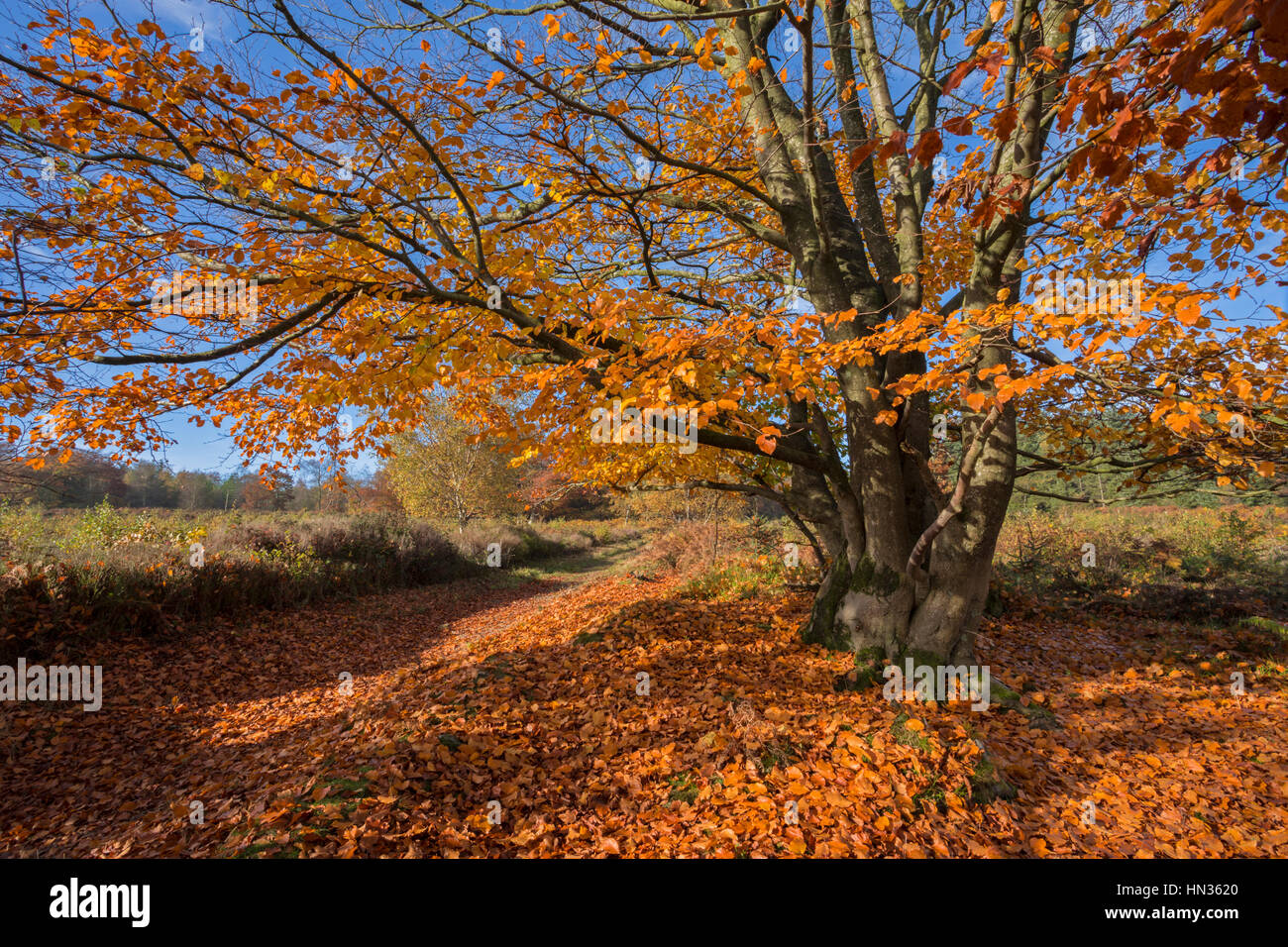Beech tree shedding autumn leaves Stock Photo - Alamy