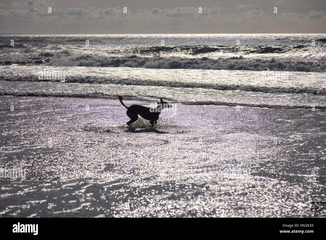 Saluki lurcher hi-res stock photography and images - Alamy