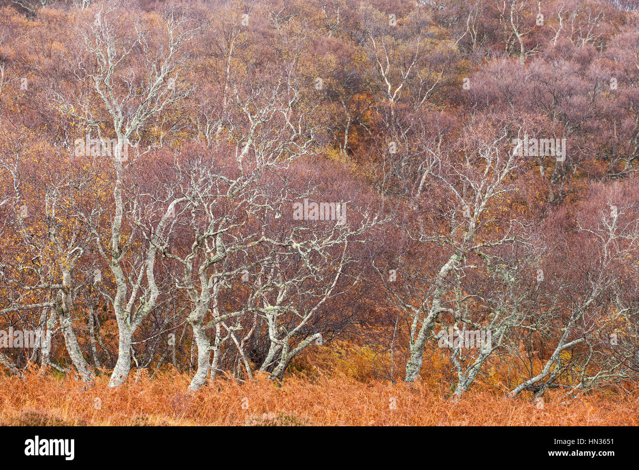 A colourful view of trees and foliage in Autumn in Scotland Stock Photo ...