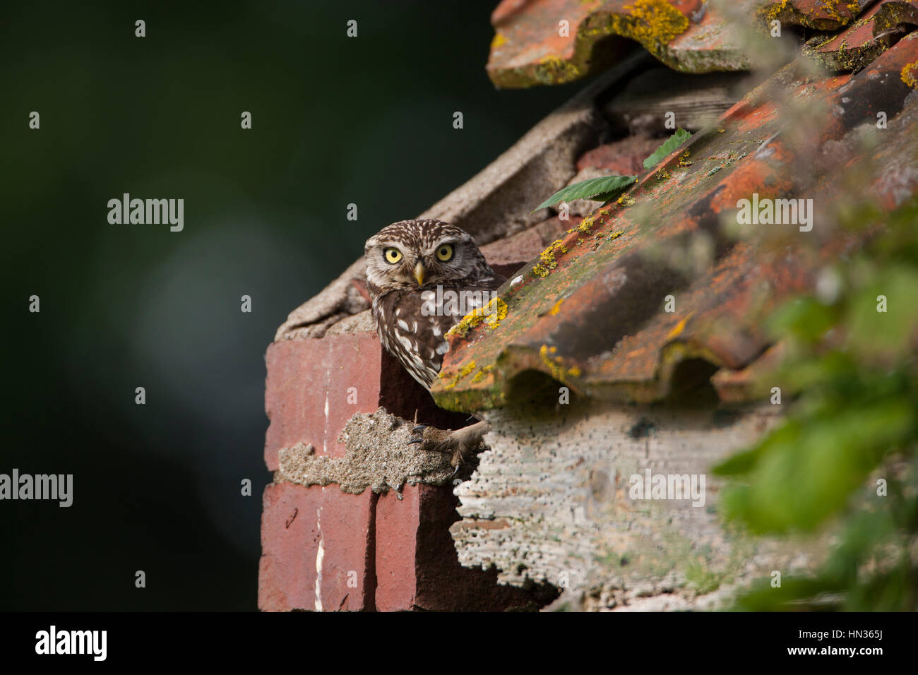 A Little Owl at its roost site Stock Photo - Alamy