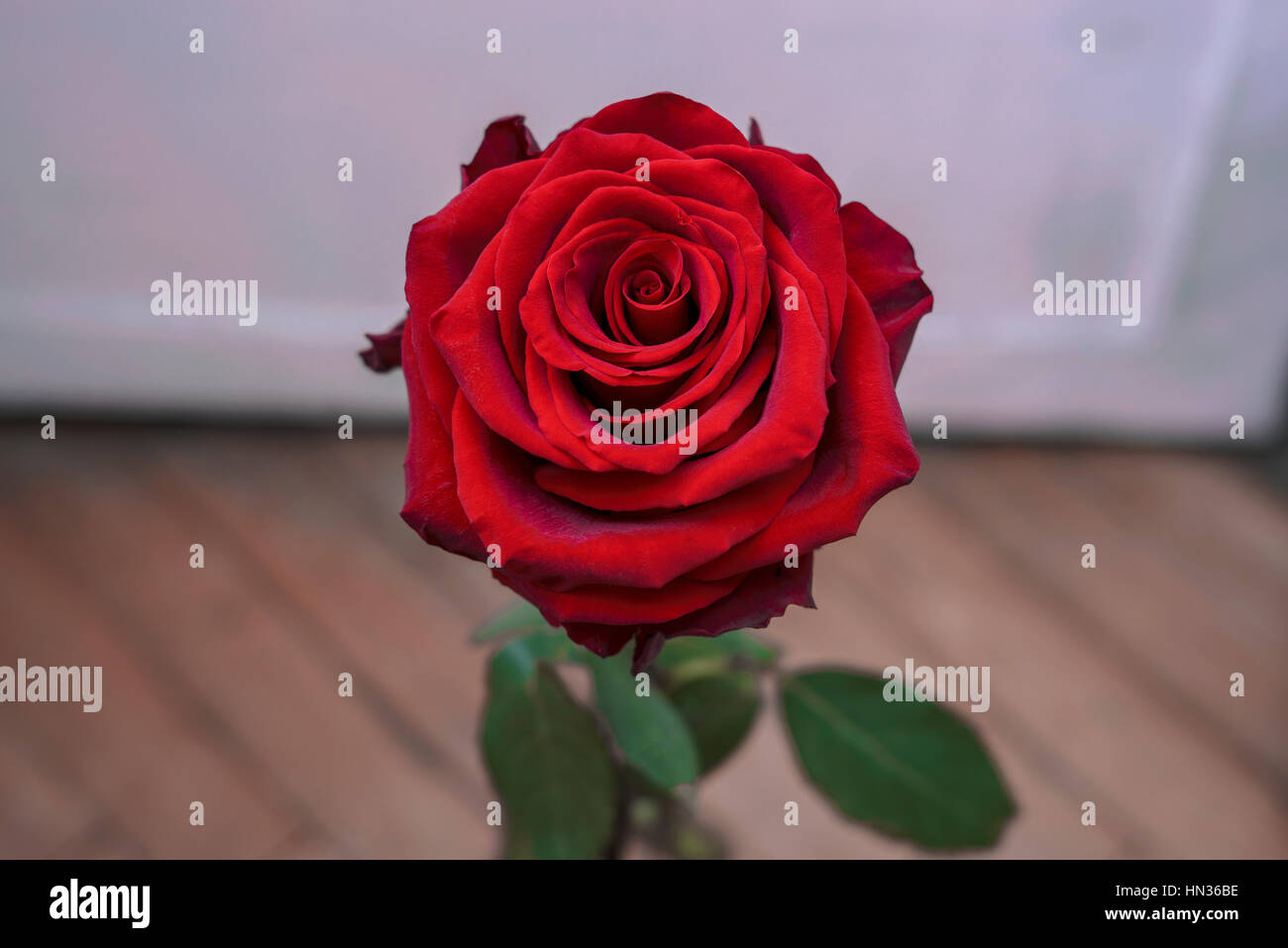 A red rose on a wooden floor Stock Photo - Alamy