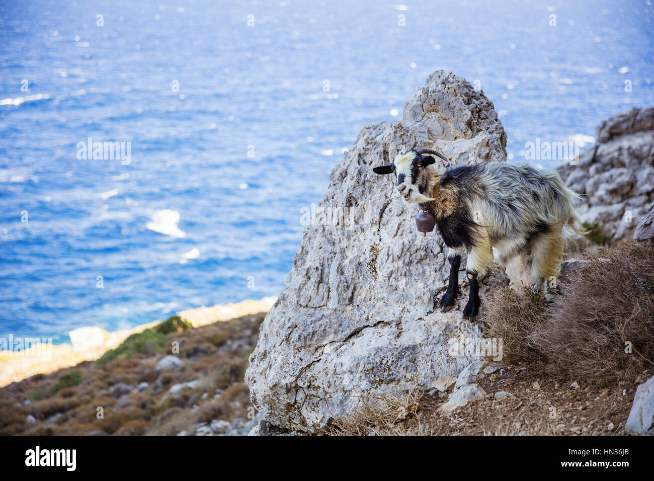 Sea goat hi-res stock photography and images - Alamy