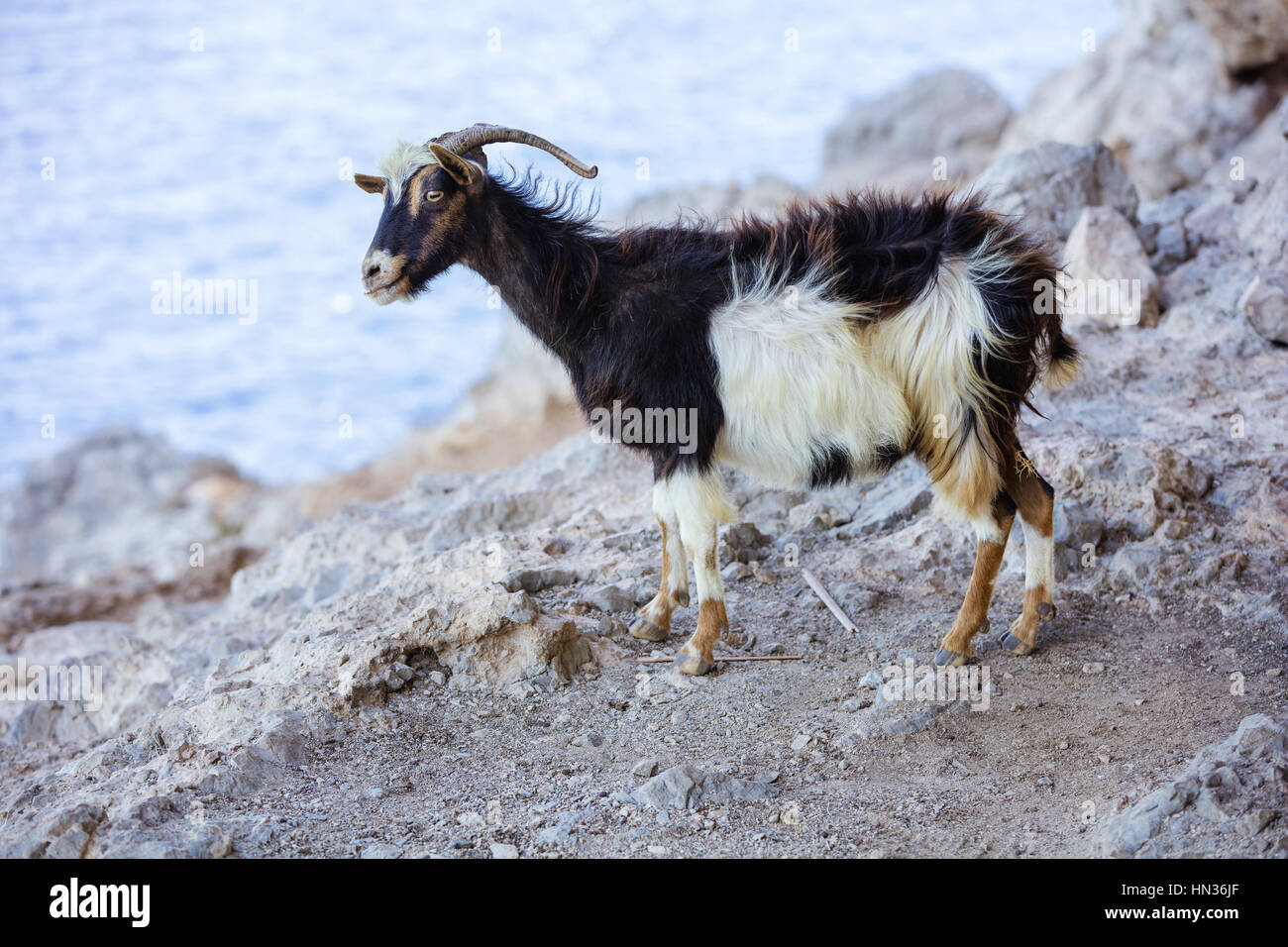 Black-and-white goat with bell in mountains on coast Stock Photo - Alamy