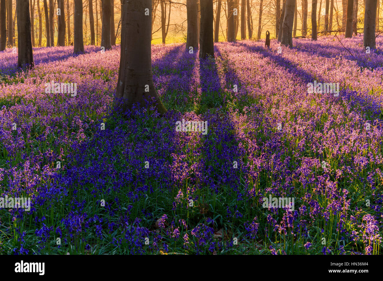 Bluebell woods micheldever forest hi-res stock photography and images ...