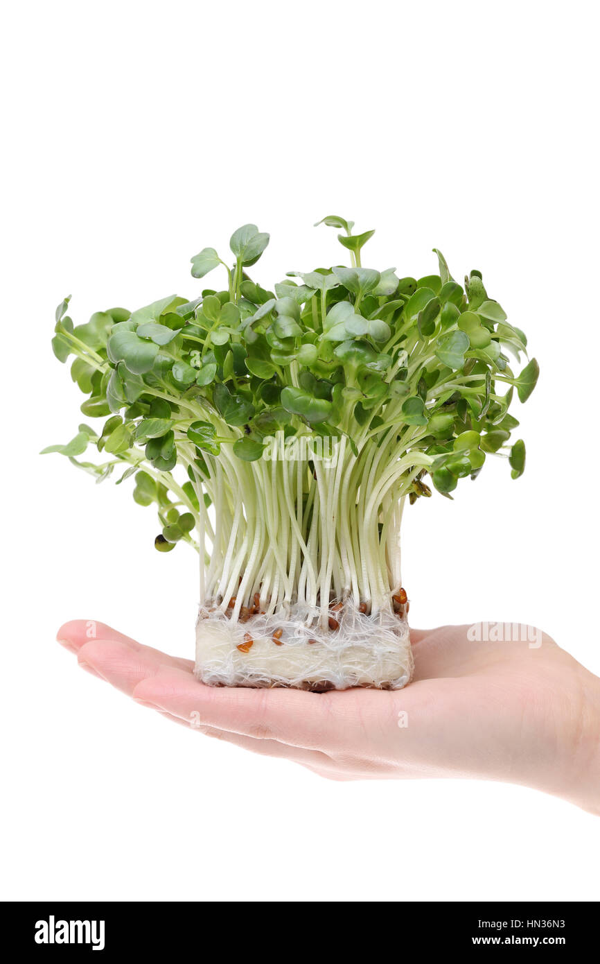 Radish sprout on the hand isolated on white background Stock Photo - Alamy