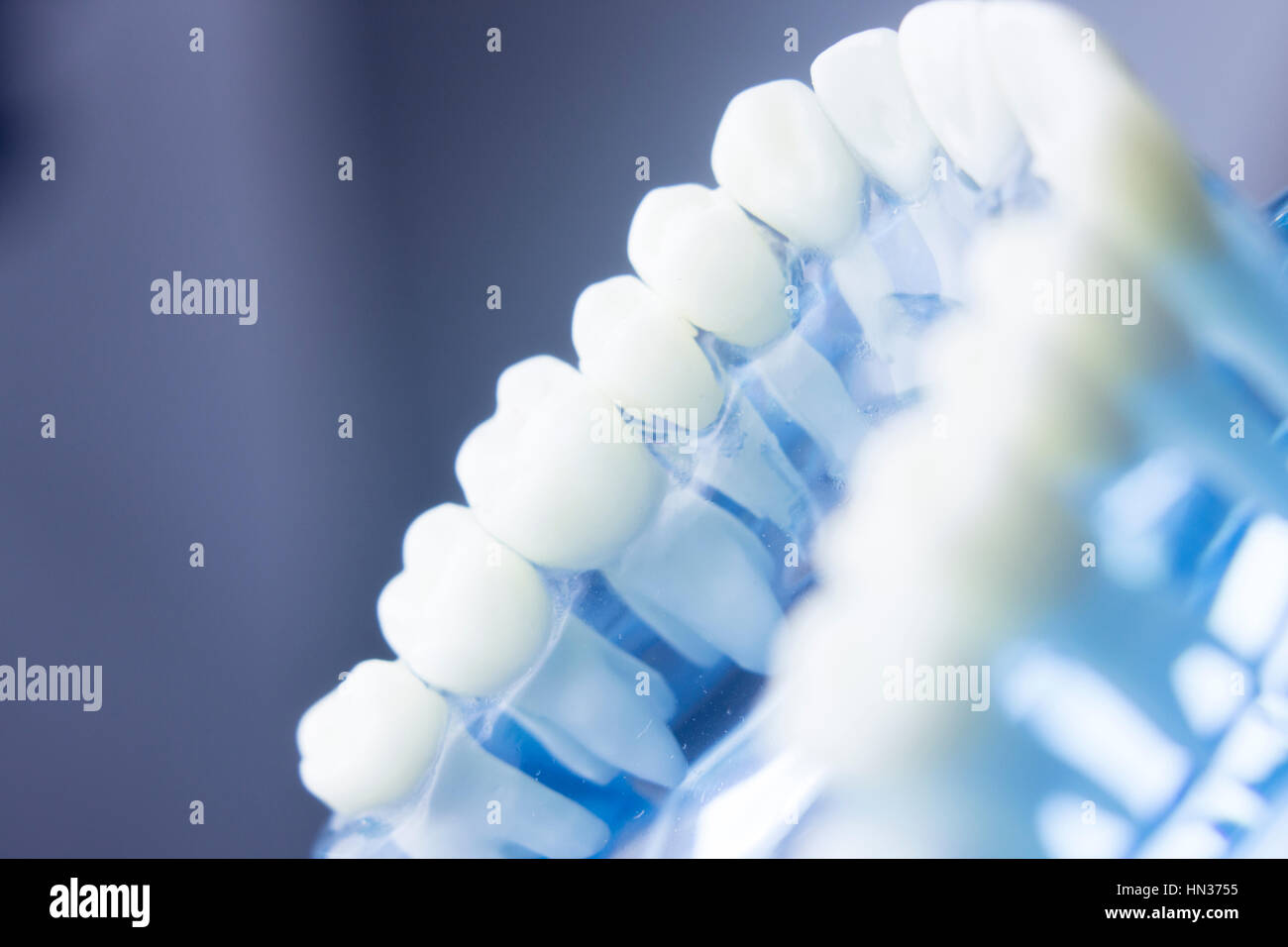 Dental tooth dentistry student learning teaching model showing teeth ...