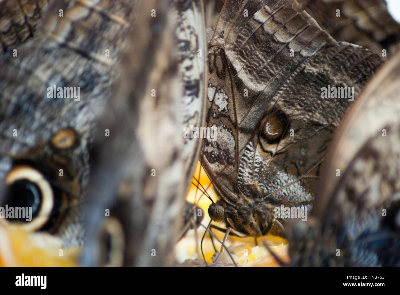 Butterflies in captivity hi-res stock photography and images - Alamy