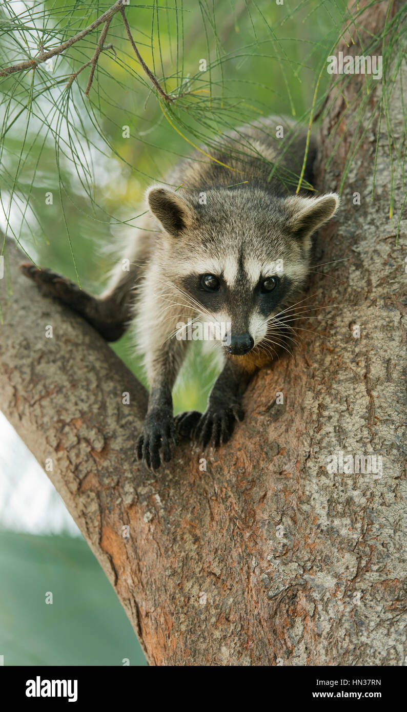 Pygmy Raccoon (Procyon pygmaeus) Critically endangered, Cozumel Island ...