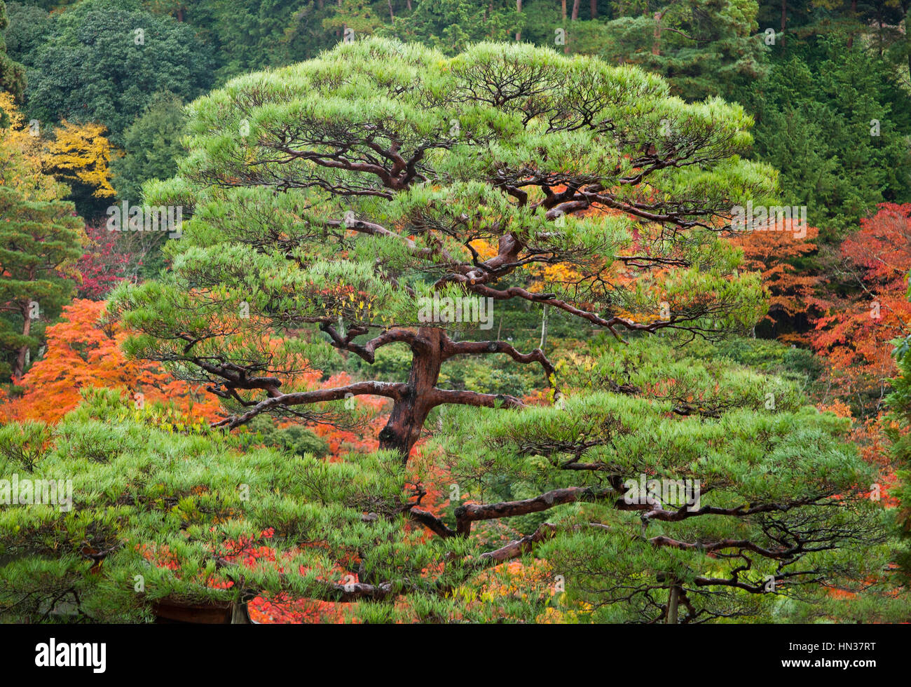 Ginkakuji temple hi-res stock photography and images - Alamy