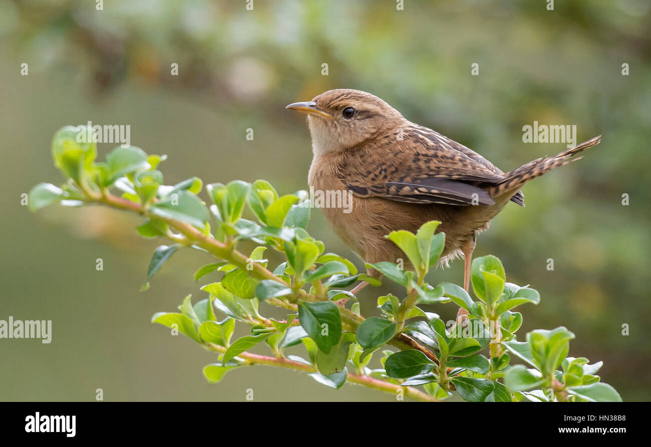 Sedge Wren (Cistothorus platensis), PNN Los Nevados Stock Photo - Alamy
