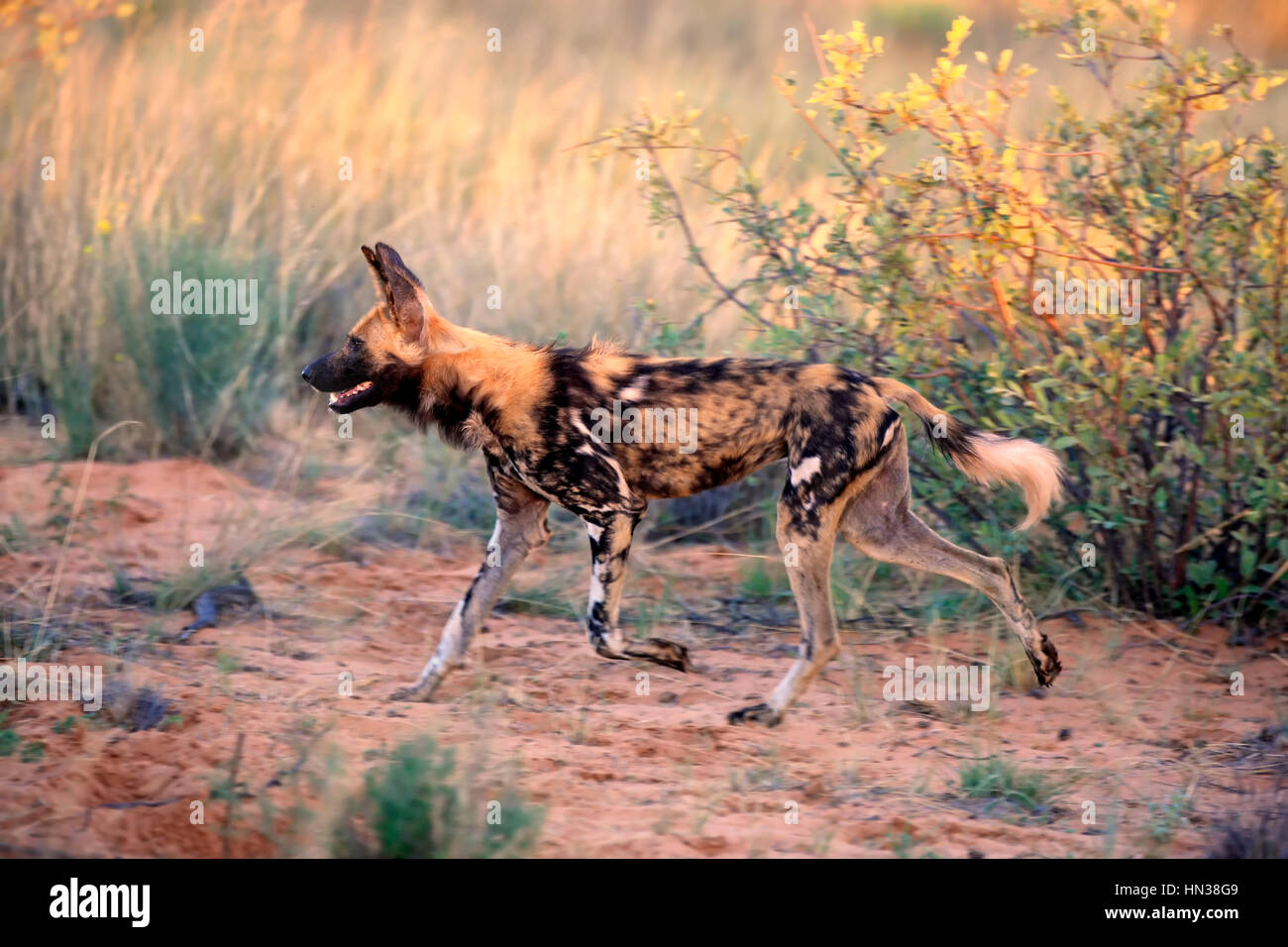 African Wild Dog, (Lycaon pictus), adult hunting, Tswalu Game Reserve ...
