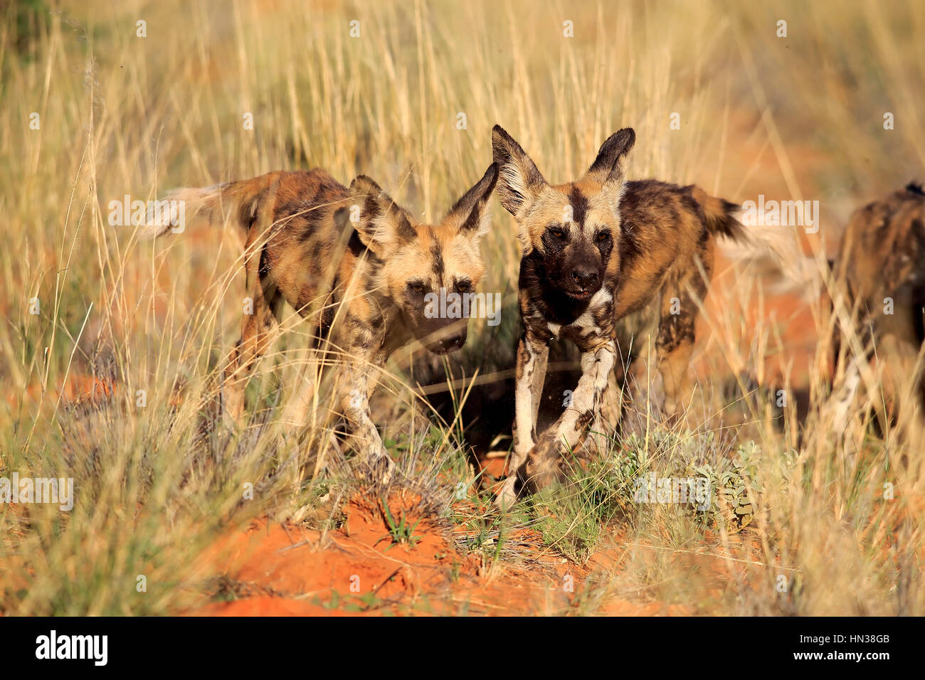 African Wild Dog, (Lycaon pictus), two adults hunting, Tswalu Game ...