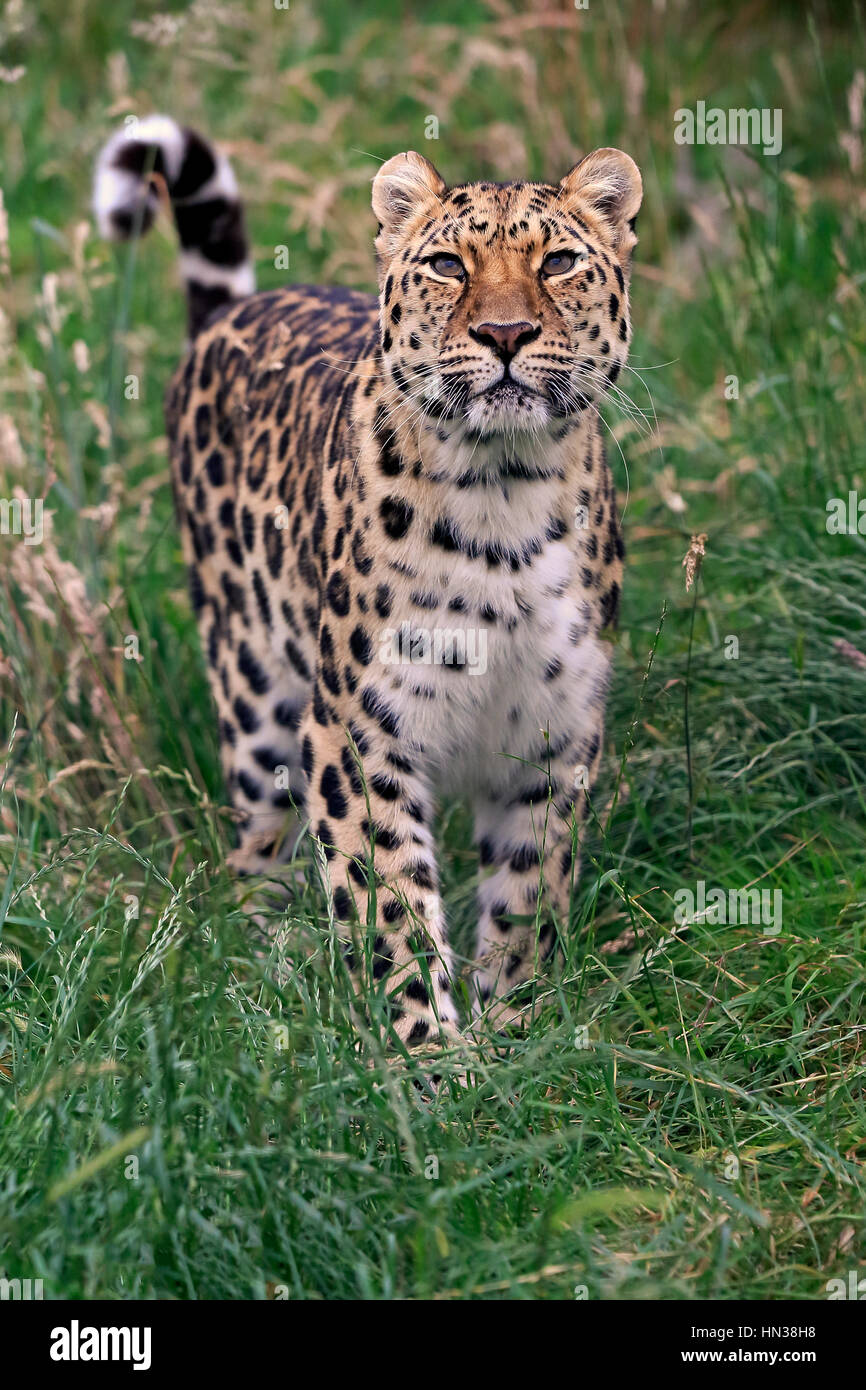 Endangered amur leopards hi-res stock photography and images - Alamy