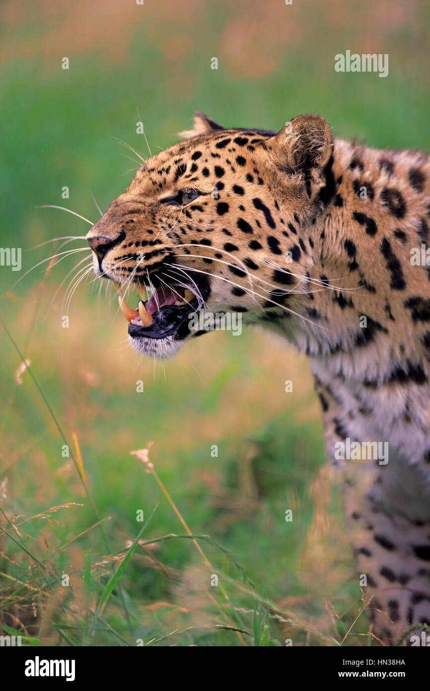 Amur leopard, (Panthera pardus orientalis), adult snarling, Asia Stock ...