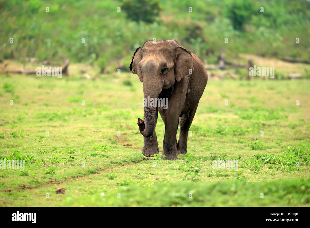 Elephants smelling hi-res stock photography and images - Alamy