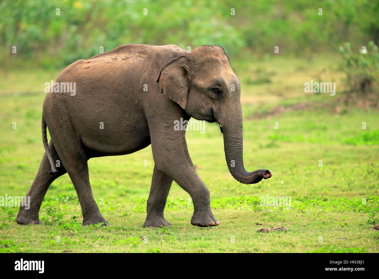 Sri Lankan Elephant, (Elephas maximus maximus), Asian Elephant, adult ...