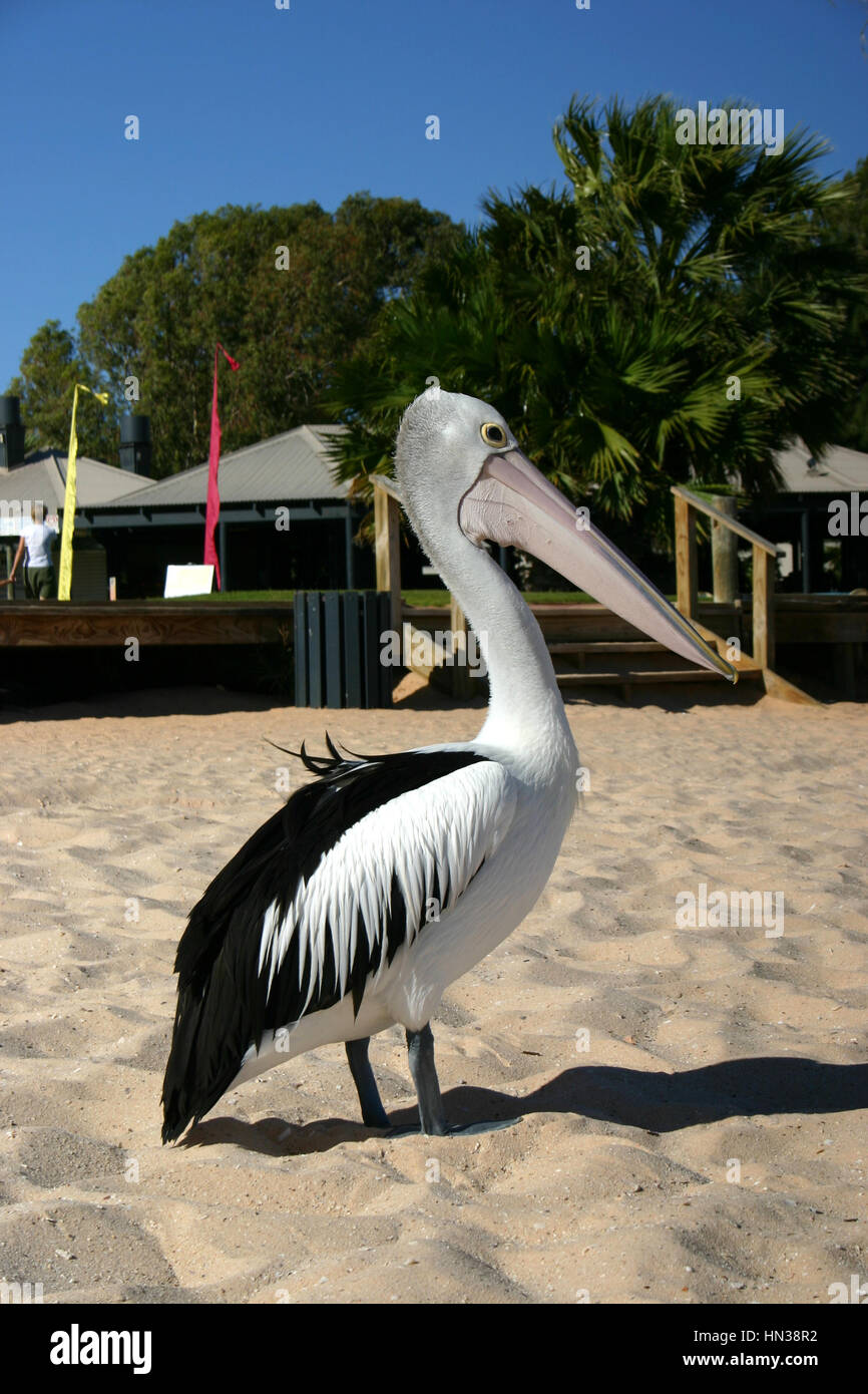 Monkey Mia, West Australia Stock Photo - Alamy