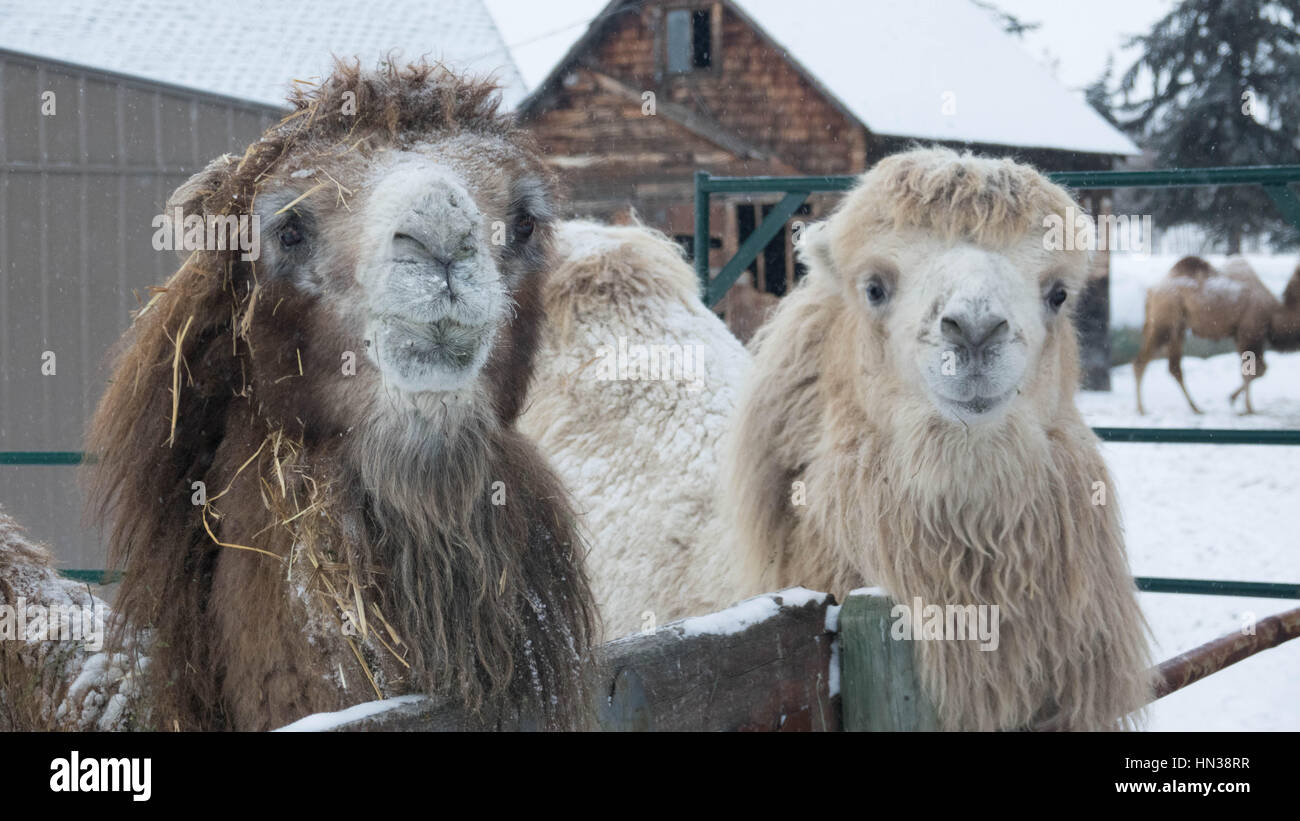 Cold Weather Camels High Resolution Stock Photography and Images - Alamy