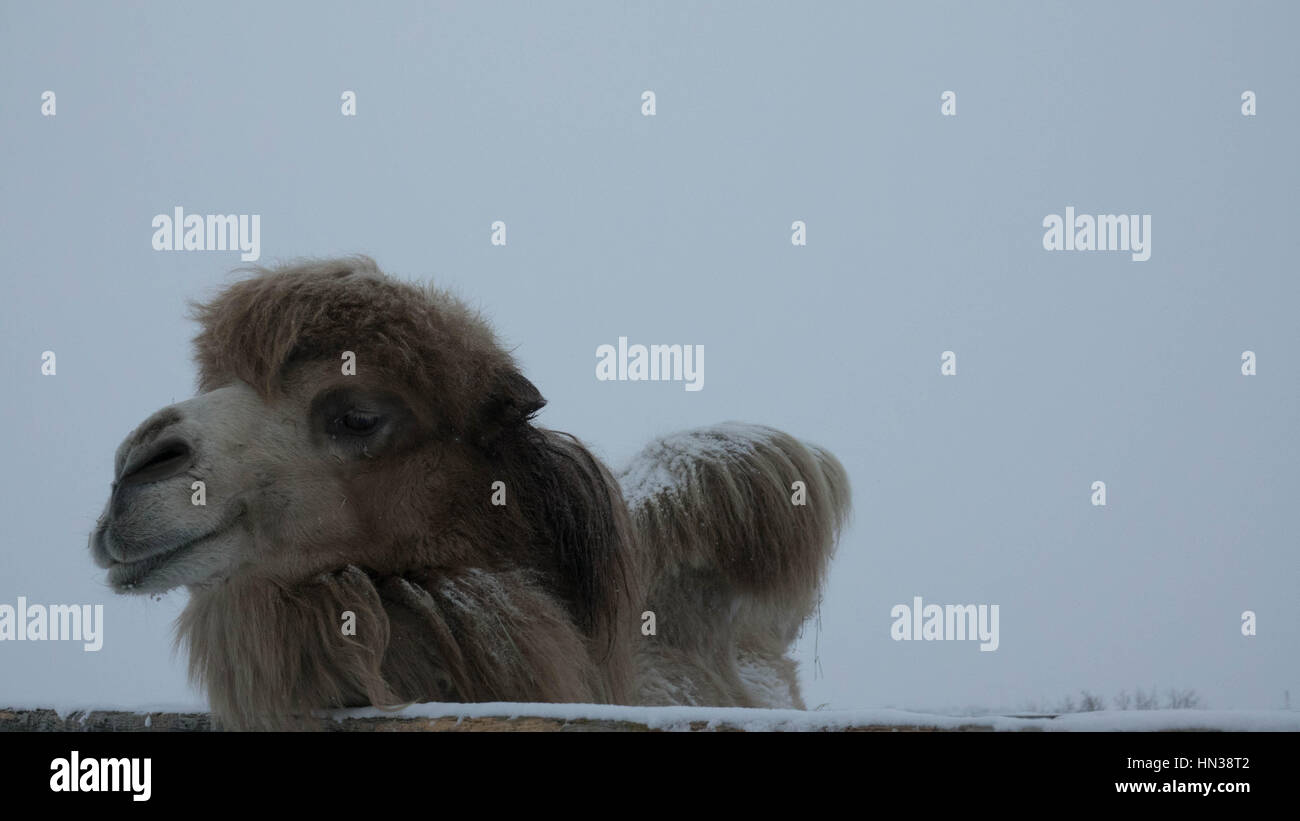 Cold weather camels hi-res stock photography and images - Alamy