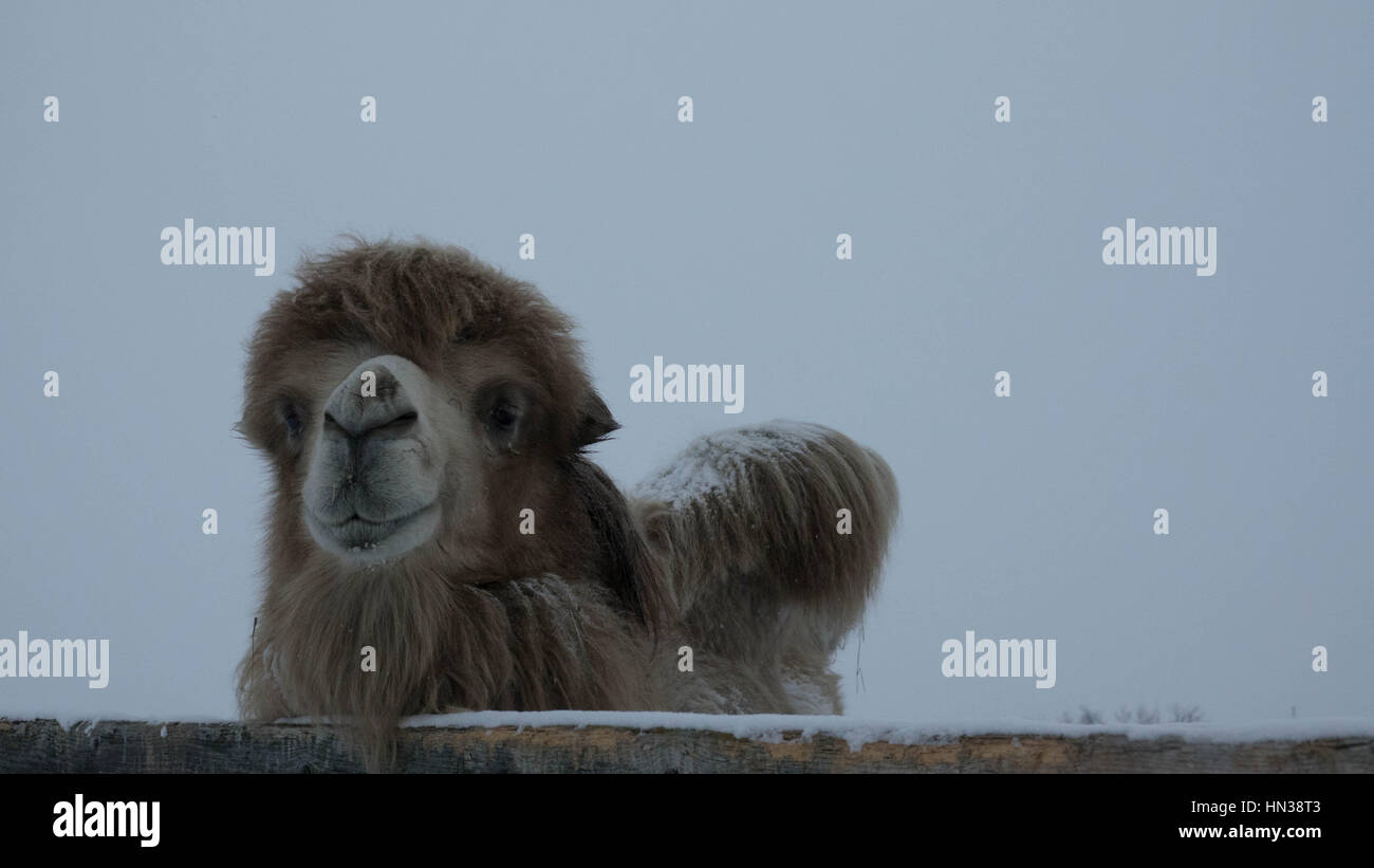 Cold Weather Camels High Resolution Stock Photography and Images - Alamy