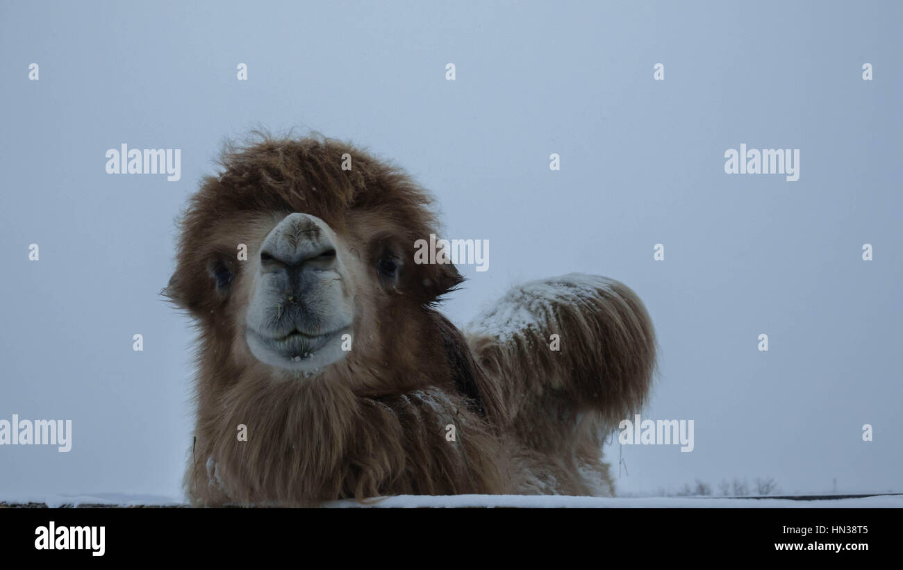Cold Weather Camels High Resolution Stock Photography and Images - Alamy