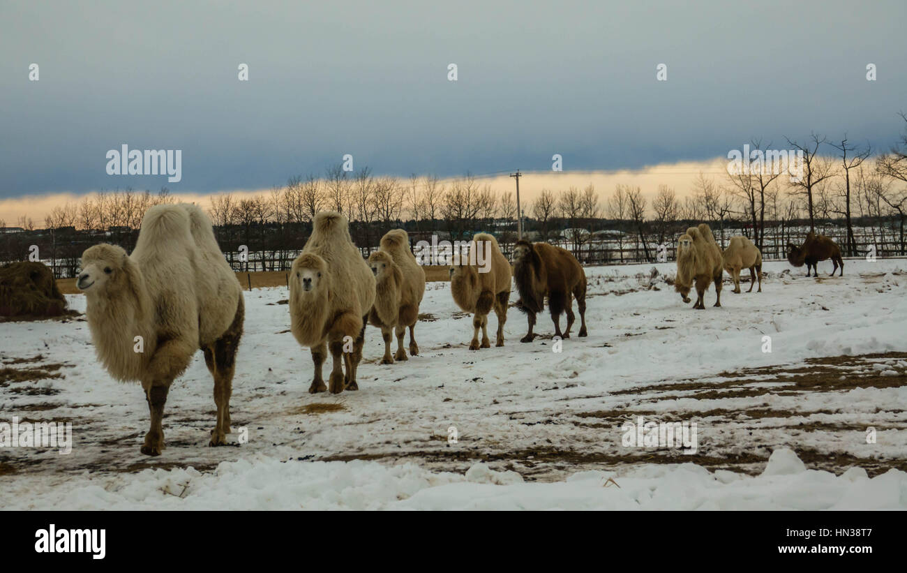 Cold Weather Camels High Resolution Stock Photography and Images - Alamy