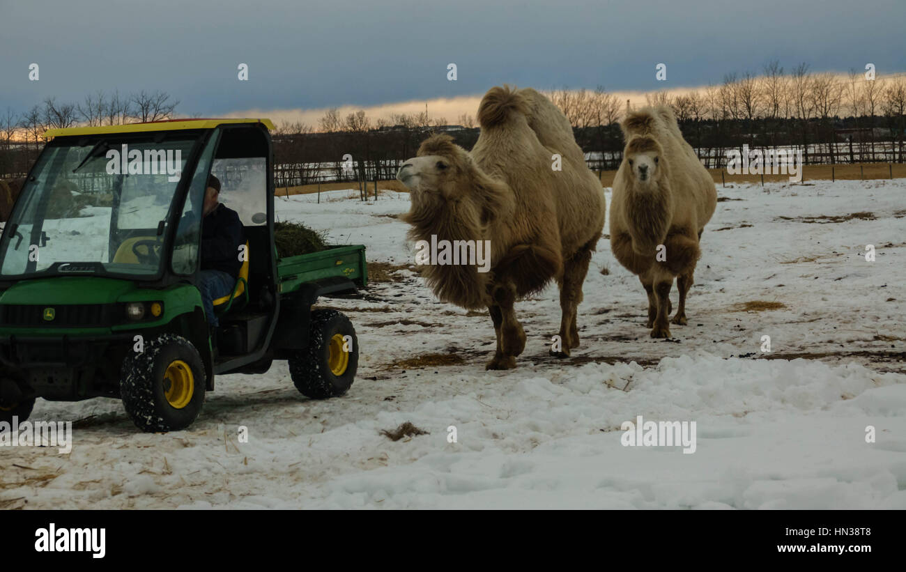Cold weather camels hi-res stock photography and images - Alamy