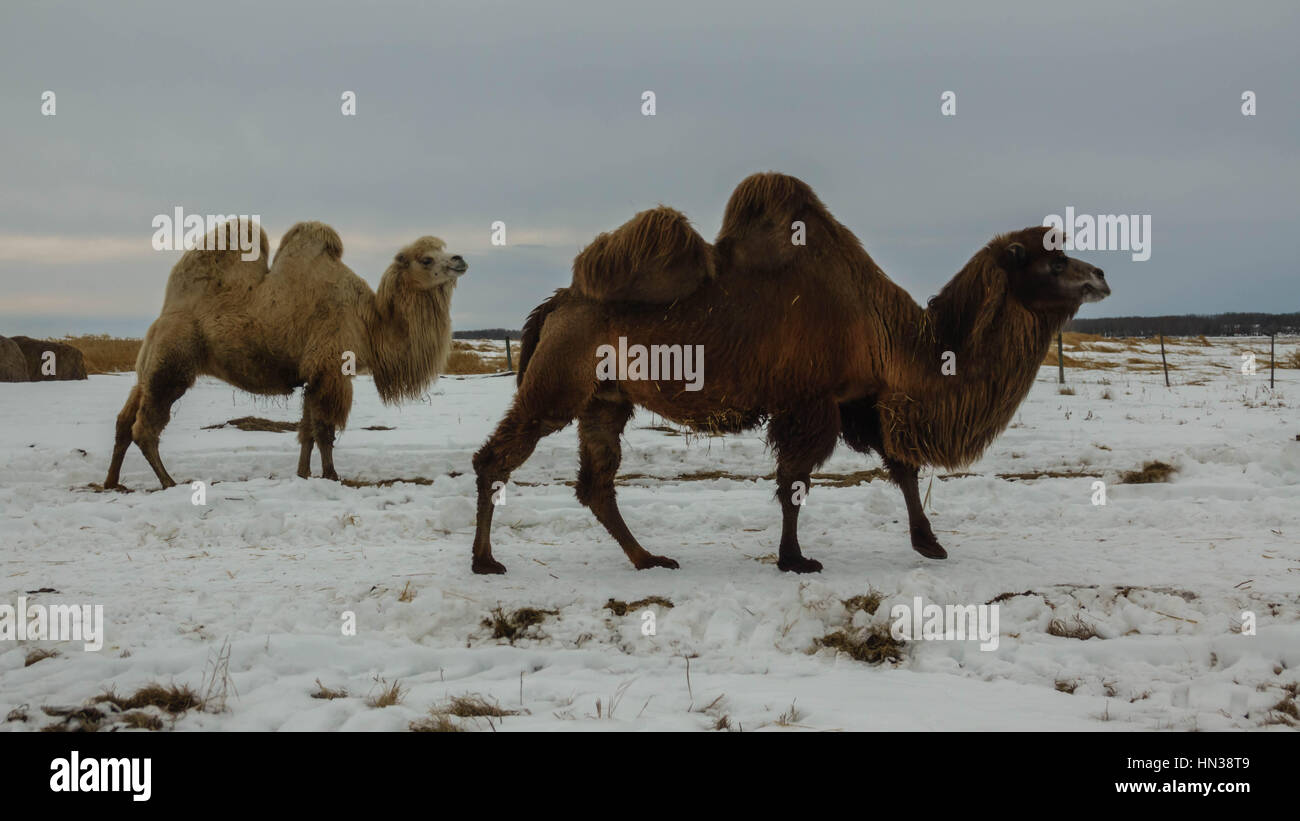 i came to the camel farm, central Alberta, Canada Stock Photo - Alamy