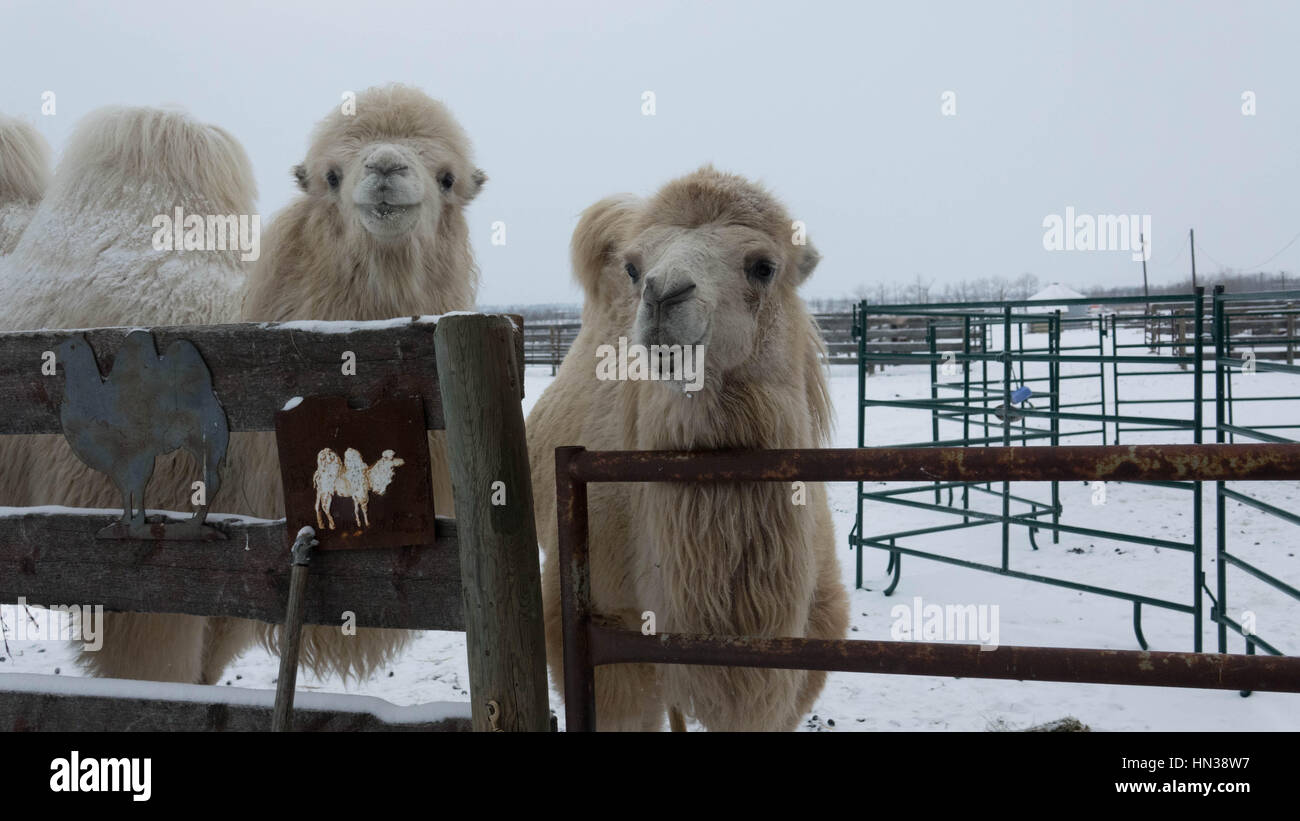 Bactrian CAMELS in Central Alberta, Canada,Winter Stock Photo - Alamy