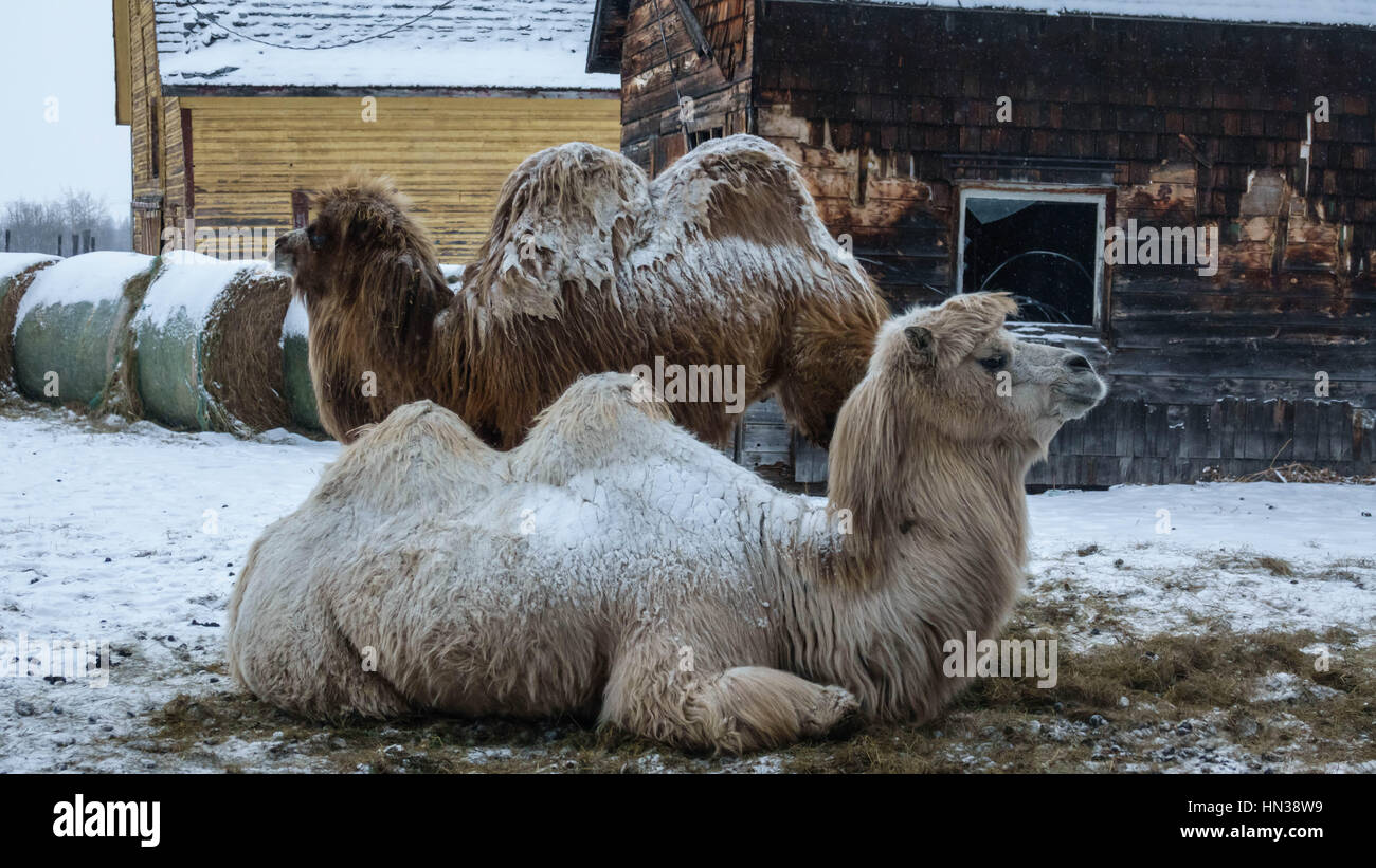 Bactrian CAMELS in Central Alberta, Canada,Winter Stock Photo - Alamy