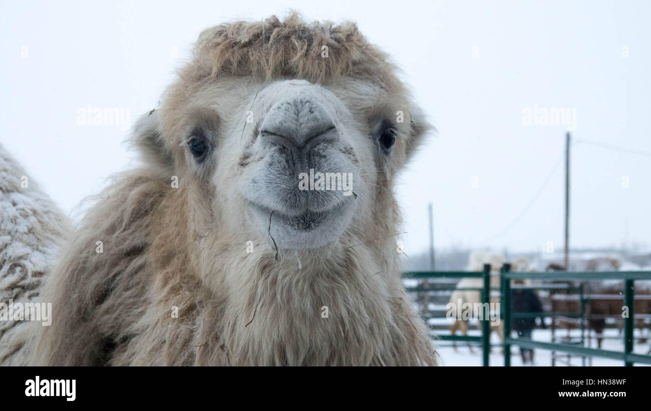 White bactrian camels in western canada hi-res stock photography and ...