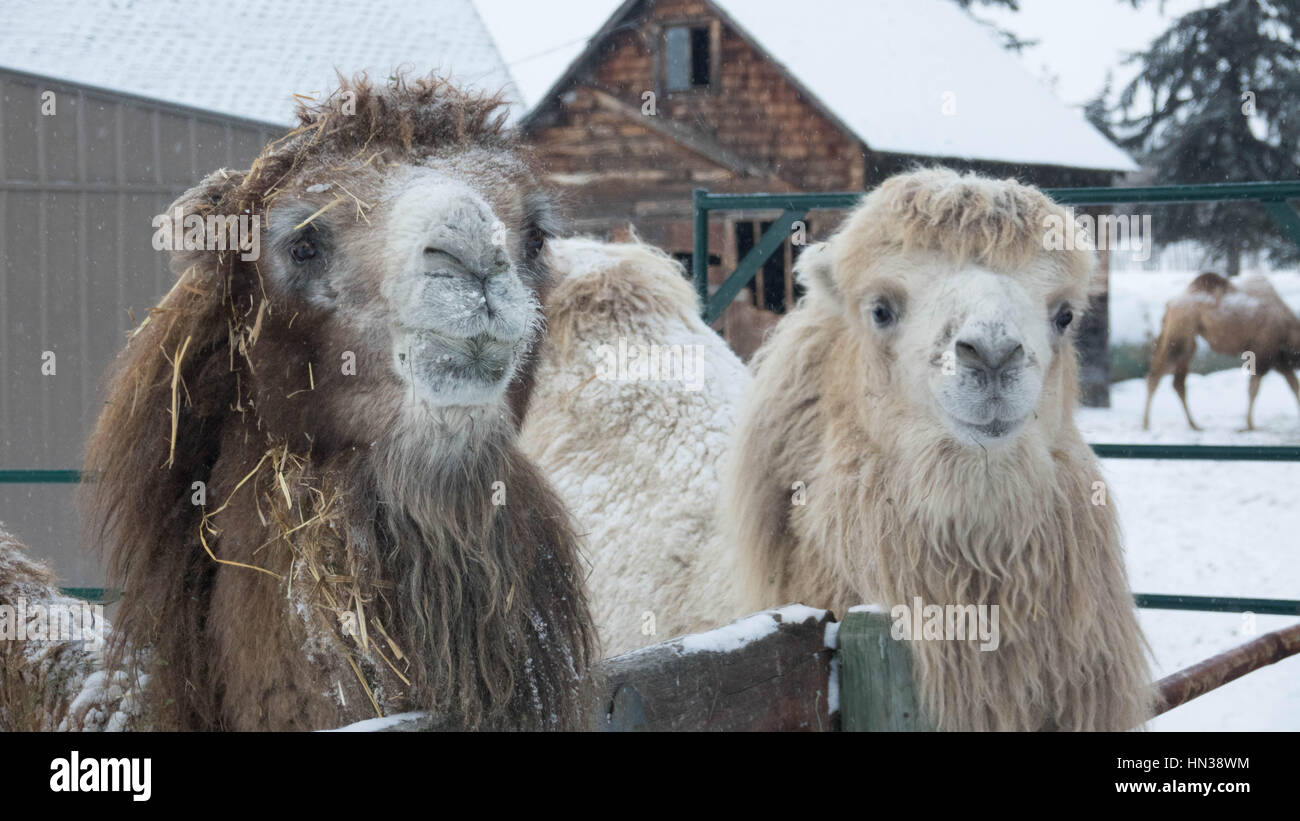 Bactrian CAMELS in Central Alberta, Canada,Winter Stock Photo - Alamy
