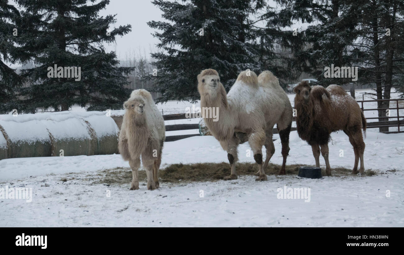 White bactrian camels in western canada hi-res stock photography and ...