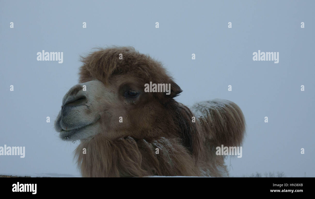 White bactrian camels in western canada hi-res stock photography and ...
