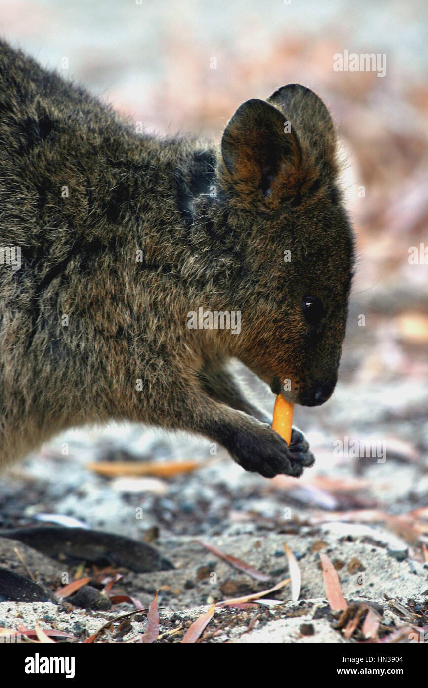 Quokka, Rottnest Island Stock Photo - Alamy