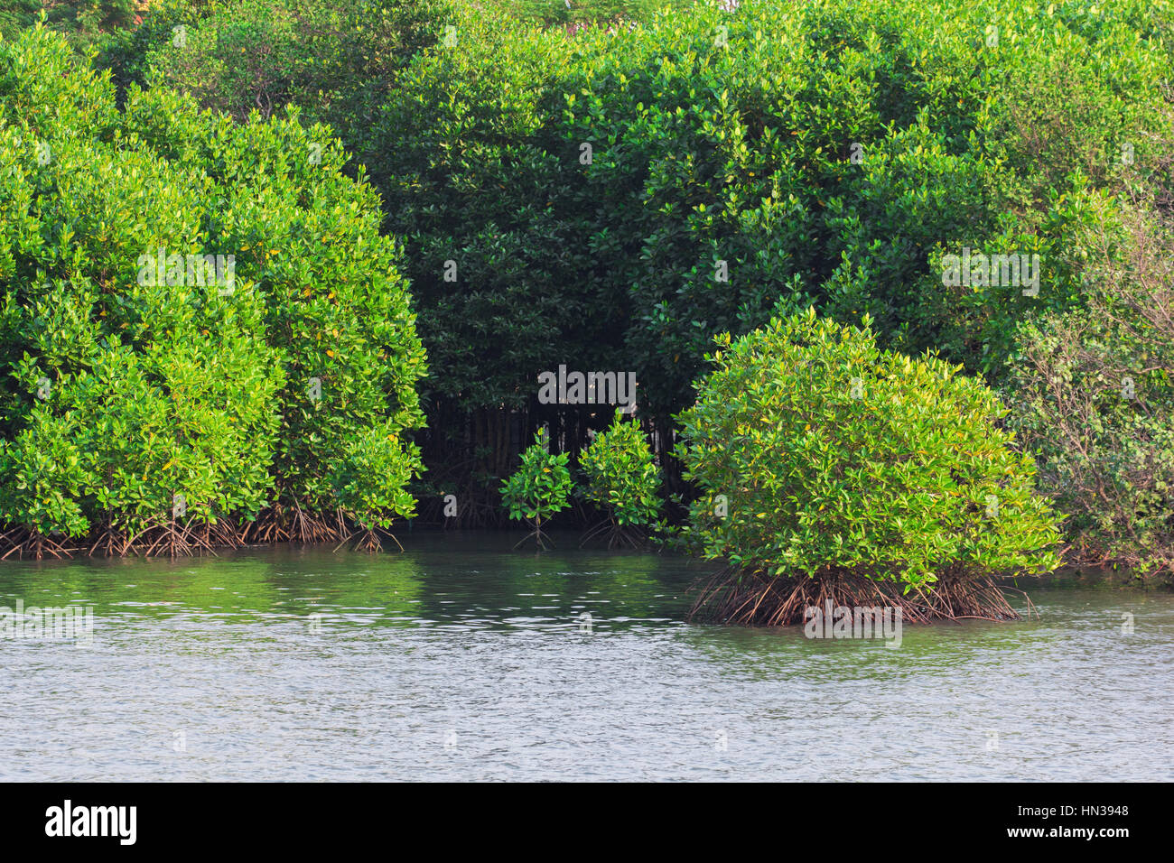 Mangrove trees along the sea Stock Photo - Alamy