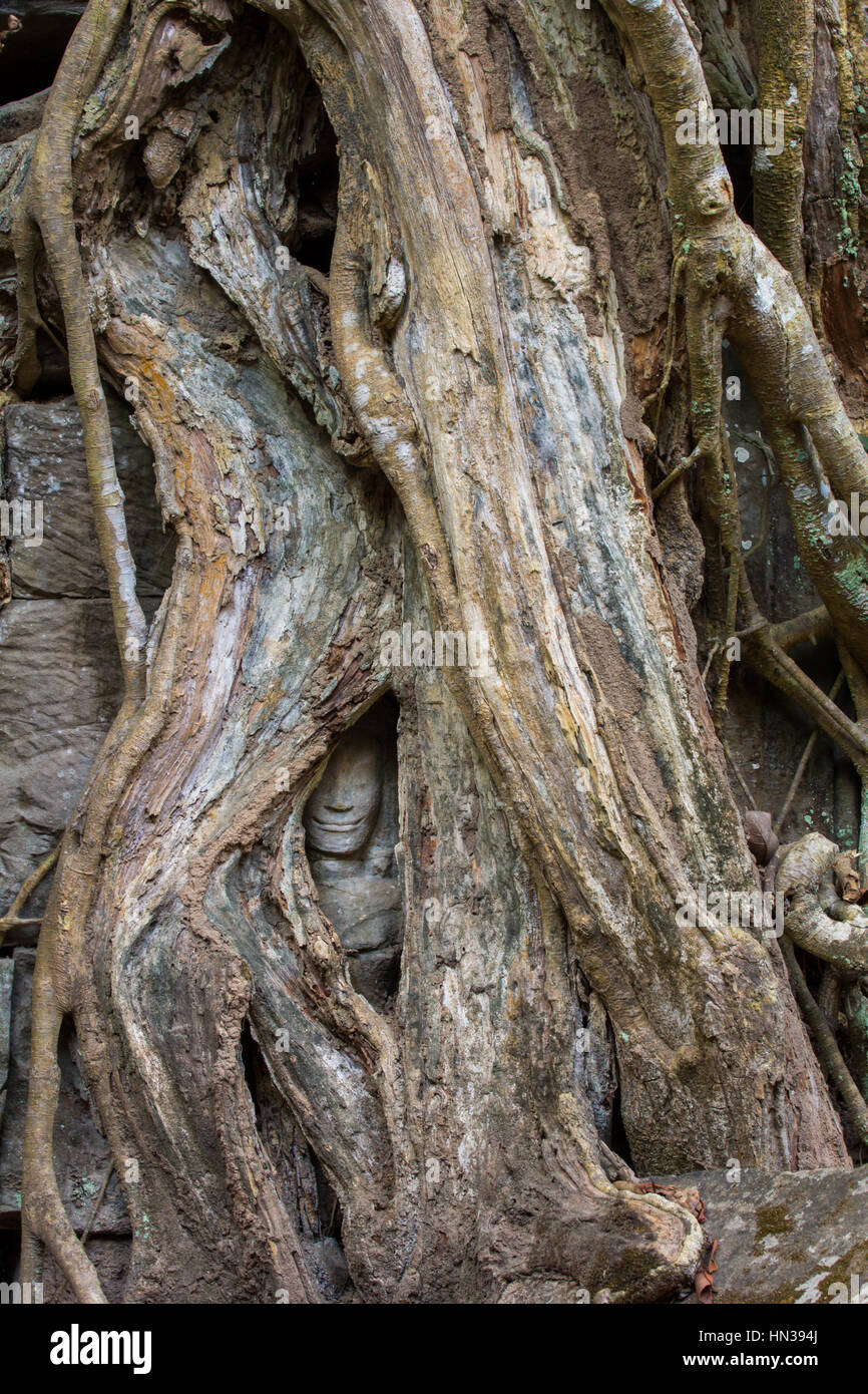 Hidden face tree hi-res stock photography and images - Alamy