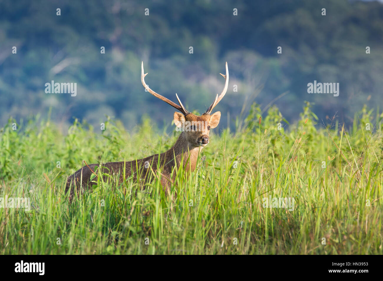 Male Hog Deer High Resolution Stock Photography and Images - Alamy