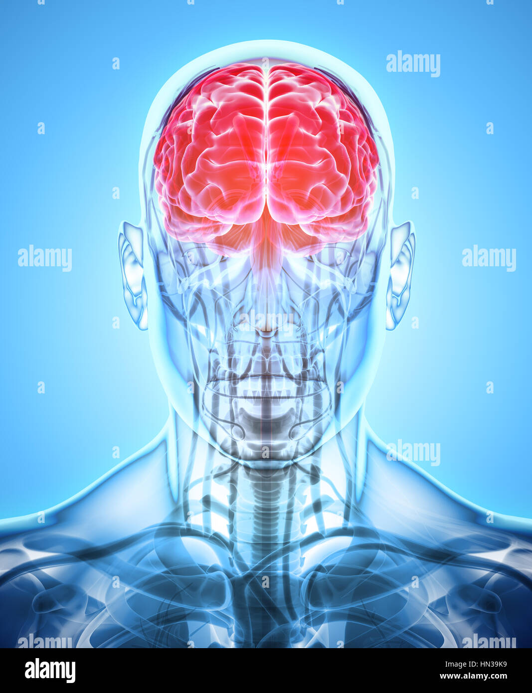 Human Internal Organic - Human Brain, 3D illustration medical concept ...