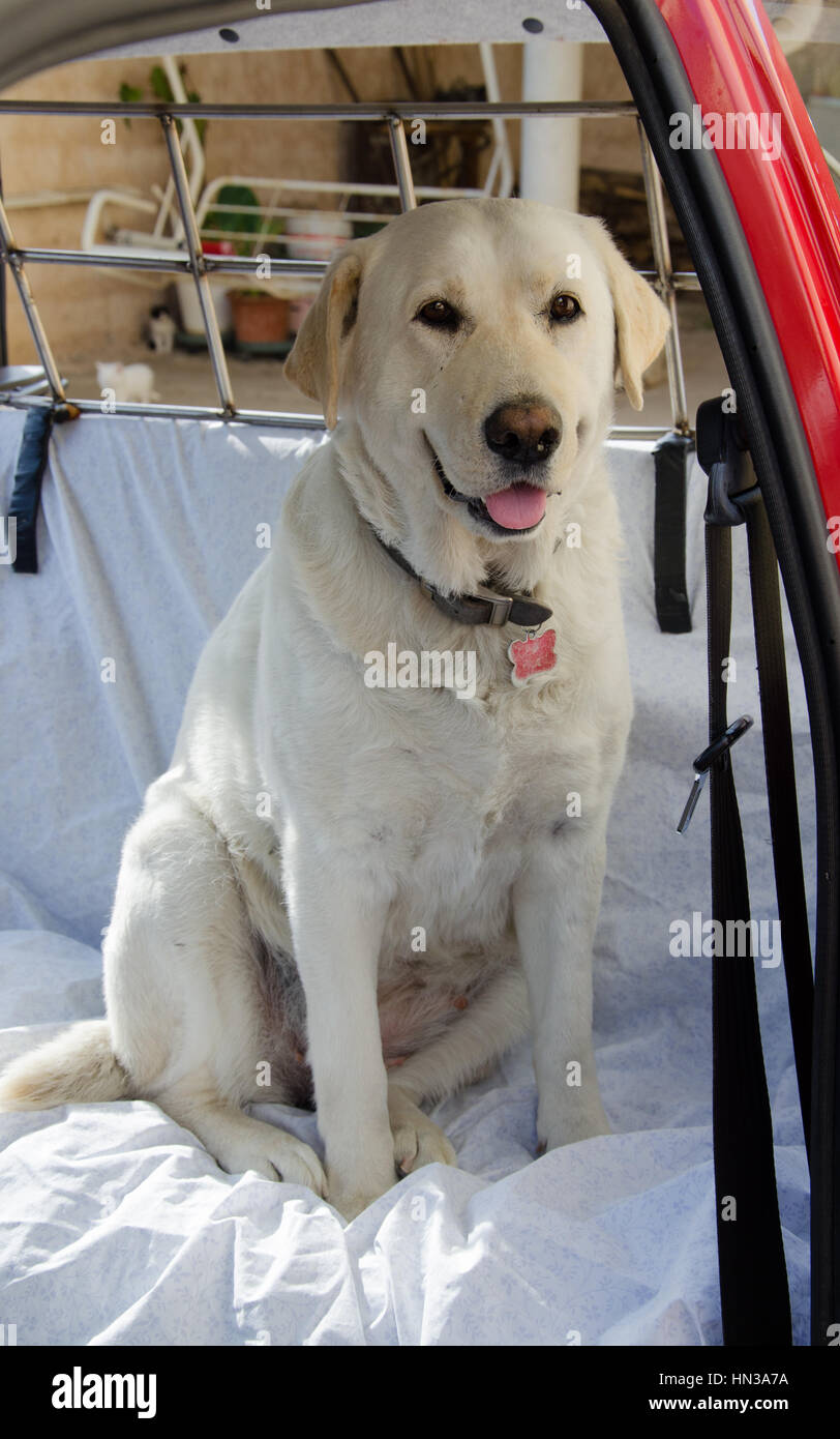 Labrador in car Stock Photo - Alamy