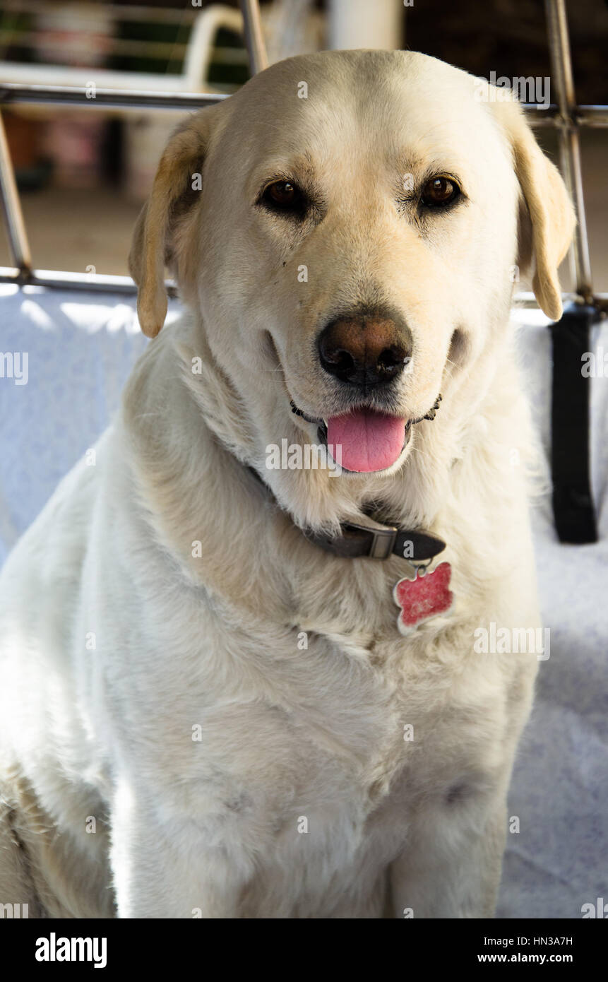 Labrador in car Stock Photo - Alamy