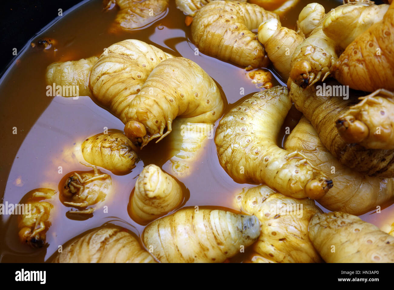 Maggots Food Stock Photos & Maggots Food Stock Images - Alamy