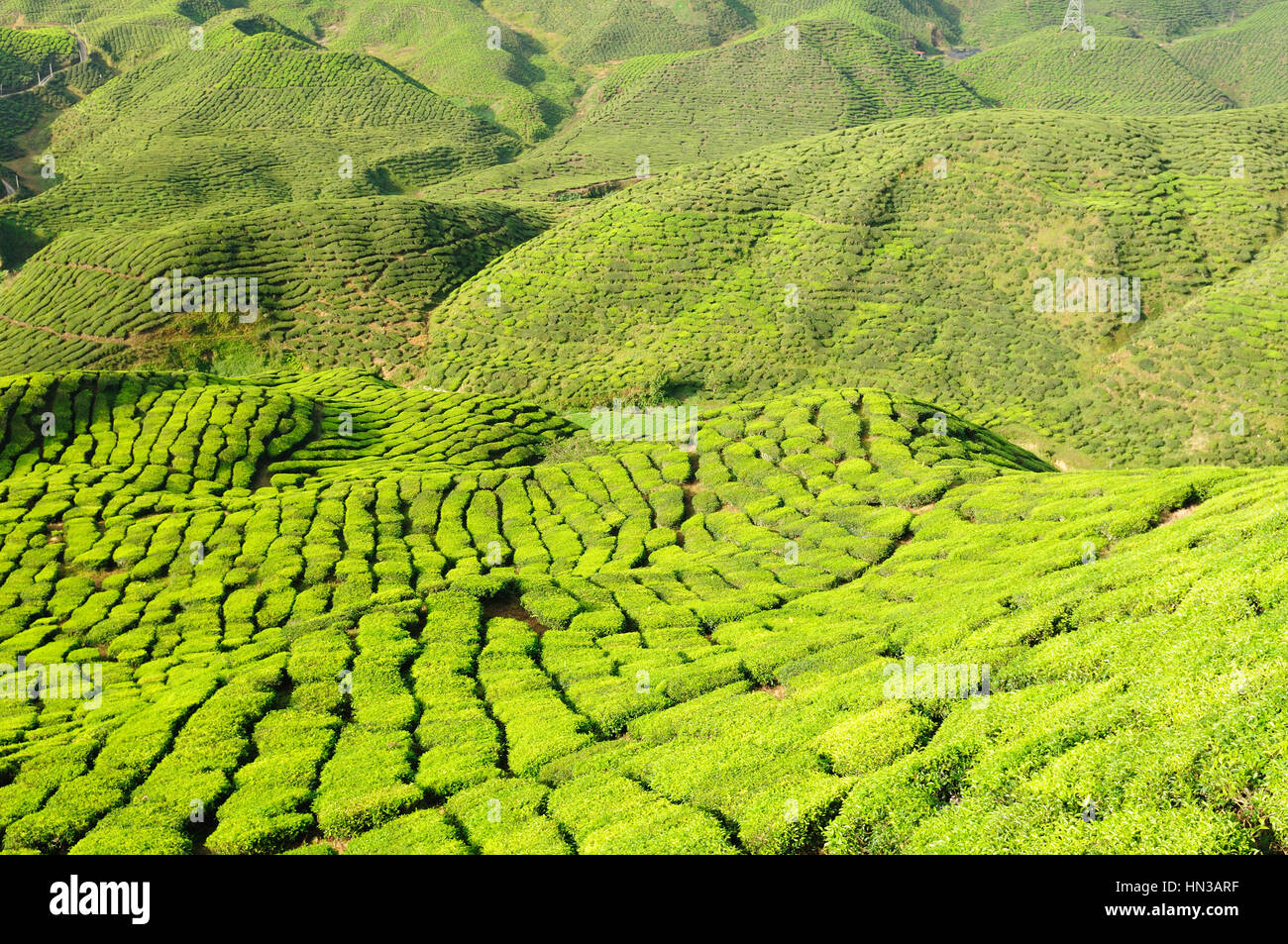 Tea farming malaysia hi-res stock photography and images - Alamy