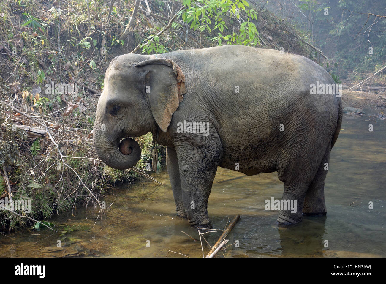 Elephant tusk myanmar hi-res stock photography and images - Alamy