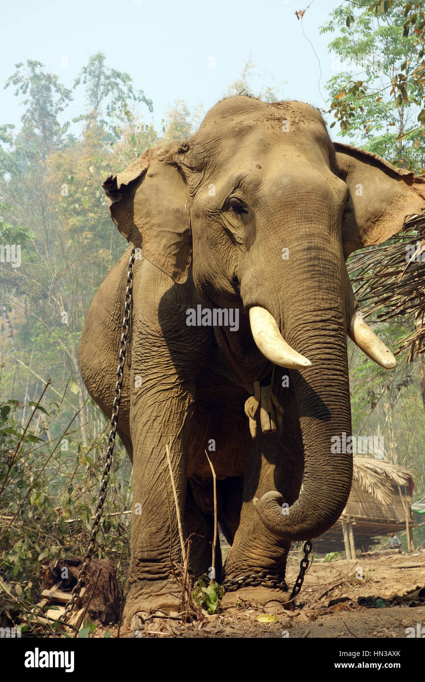 Working elephant hi-res stock photography and images - Alamy