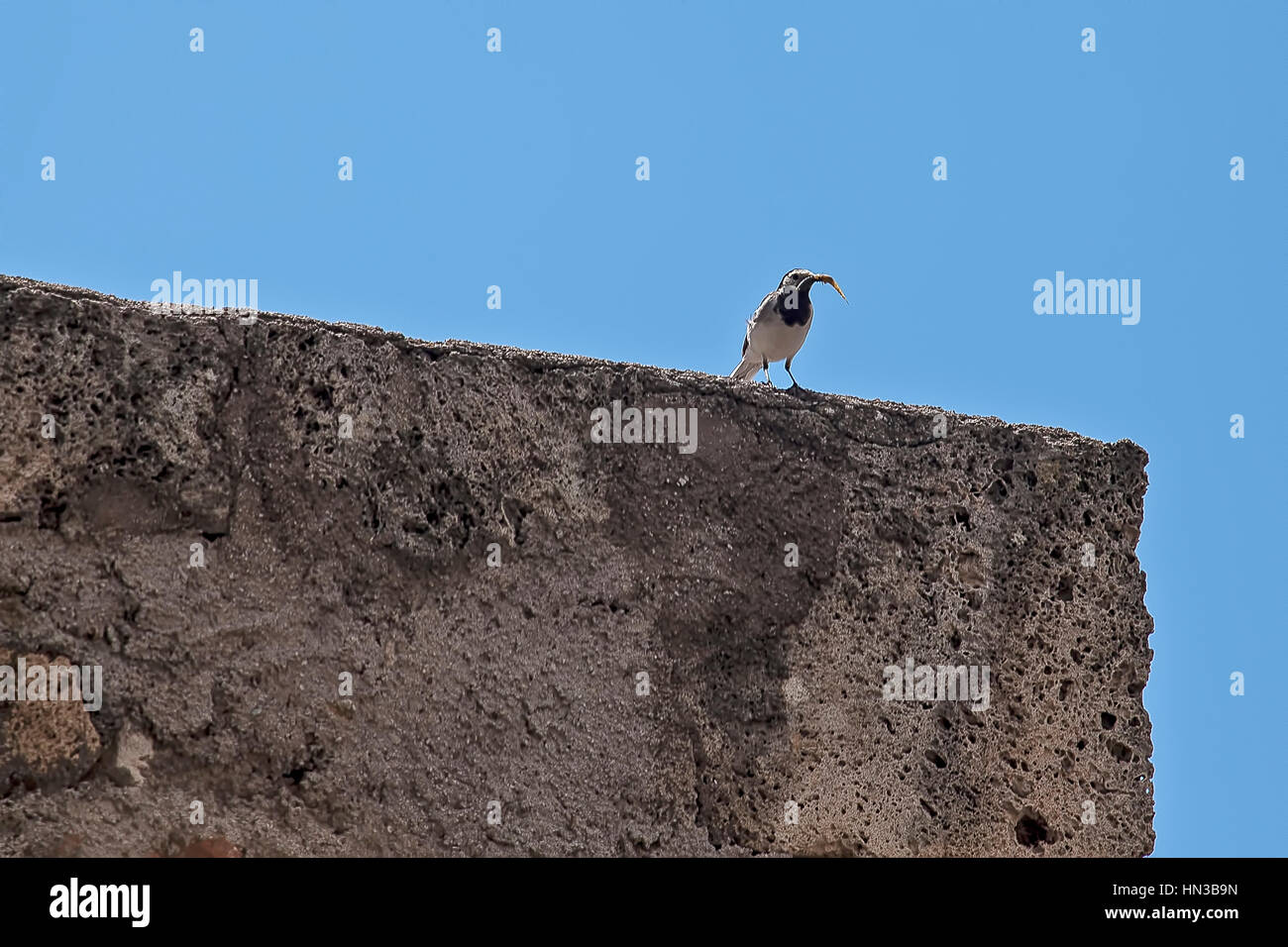 Bird holding a caught fish in its beak Stock Photo - Alamy